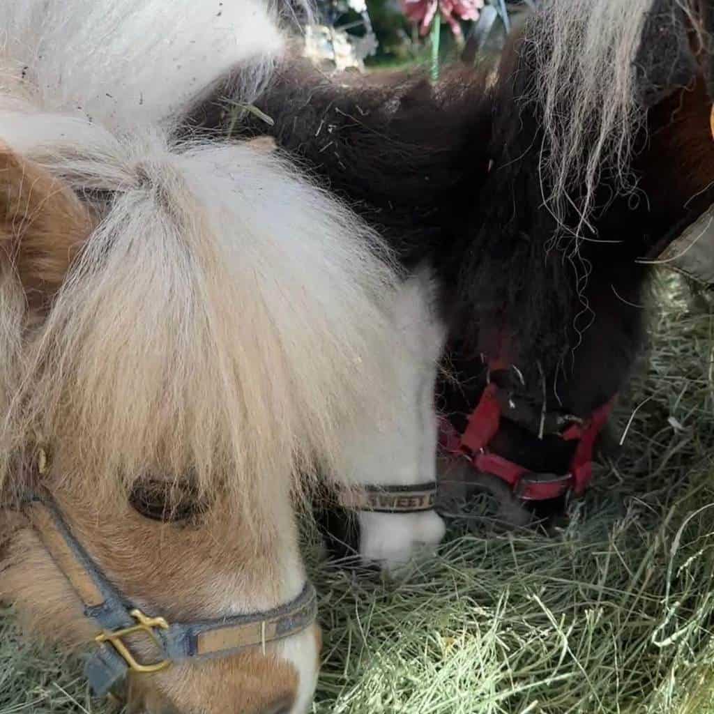 The Littles - Mighty Mini Horse Therapy Program